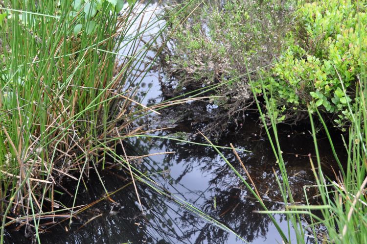 Soundscapes and Natural Histories: Listening to Portmoak – Soundyngs